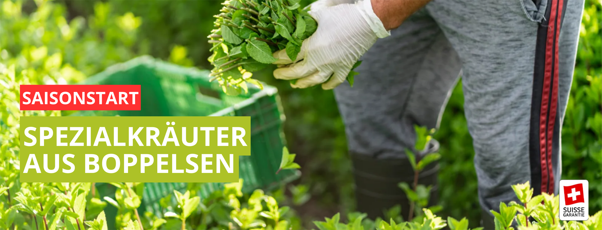 Reust Online-Shop - Katalog